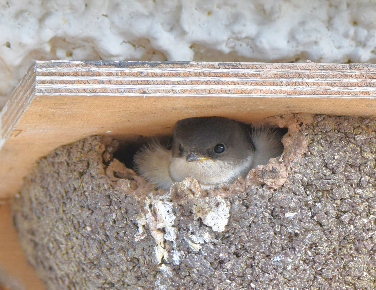 Aberbrothock: House Martins and their nests and weird Scoter