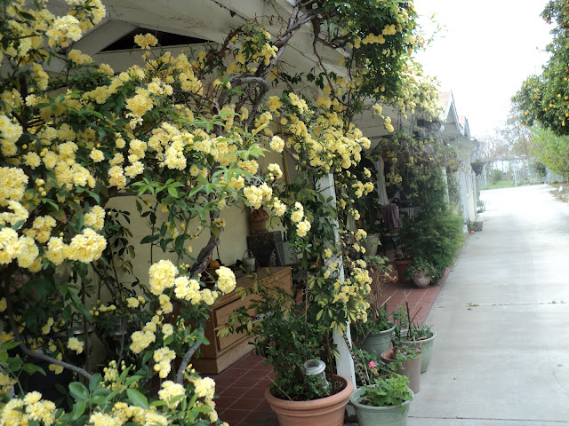 PE GINDURI: INFLORESC GRADINILE...