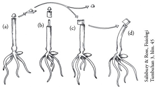 Buku Resep Pilhan Keluarga: Pengaruh Pertumbuhan Tanaman