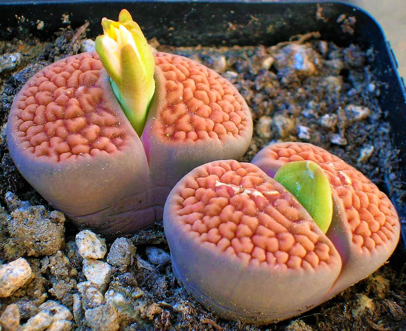 Suculentas da Tê: Lithops: o que é e como cuidar