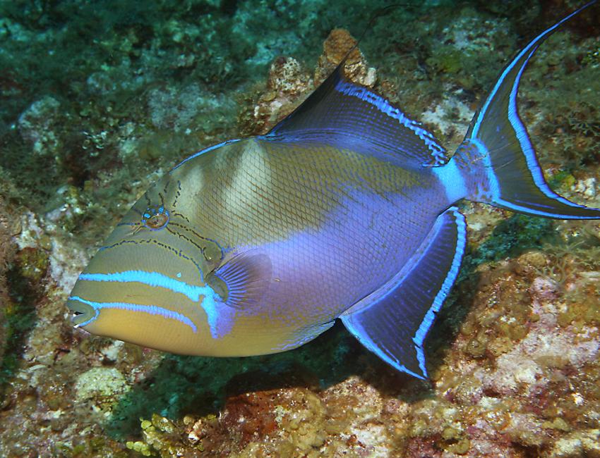 SPINNING A CUBA CON AMICI