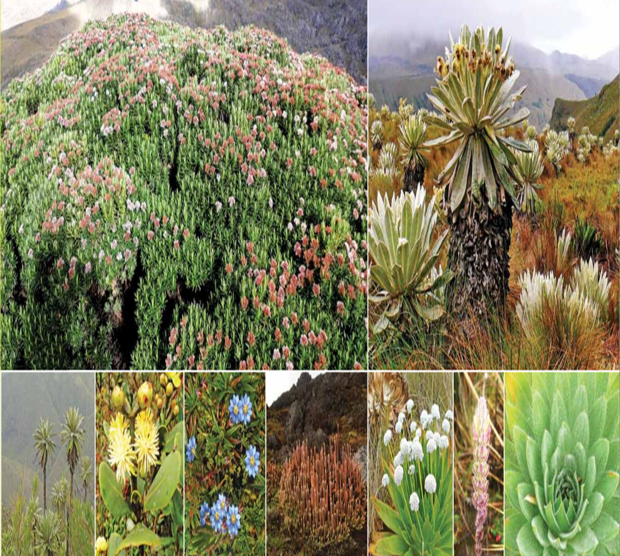 currucuyes una experiencia natural