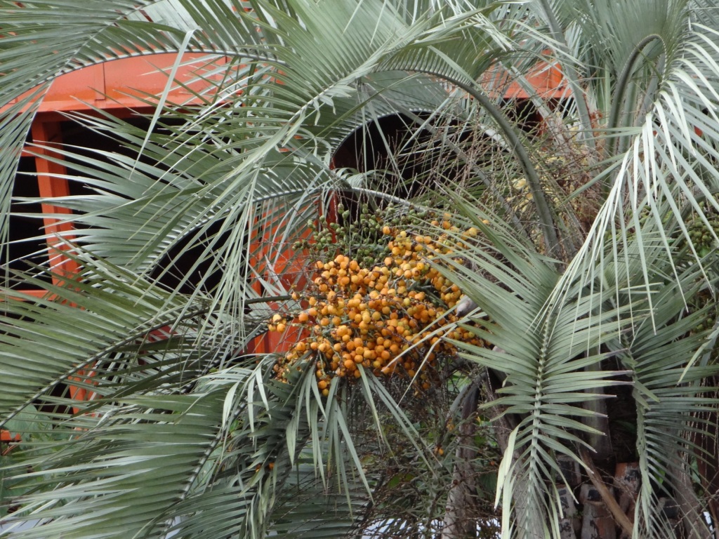 DEFENSOR DA NATUREZA: Butiá do Brasil é a palmeira preferida para ...
