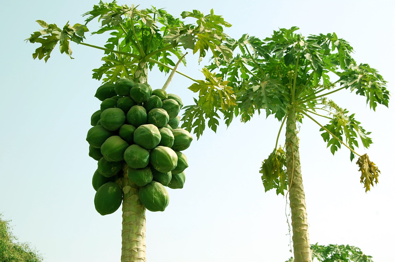 AFRICA (ovvero il mal d' Africa): Papaya a colazione - Papaye au petit ...