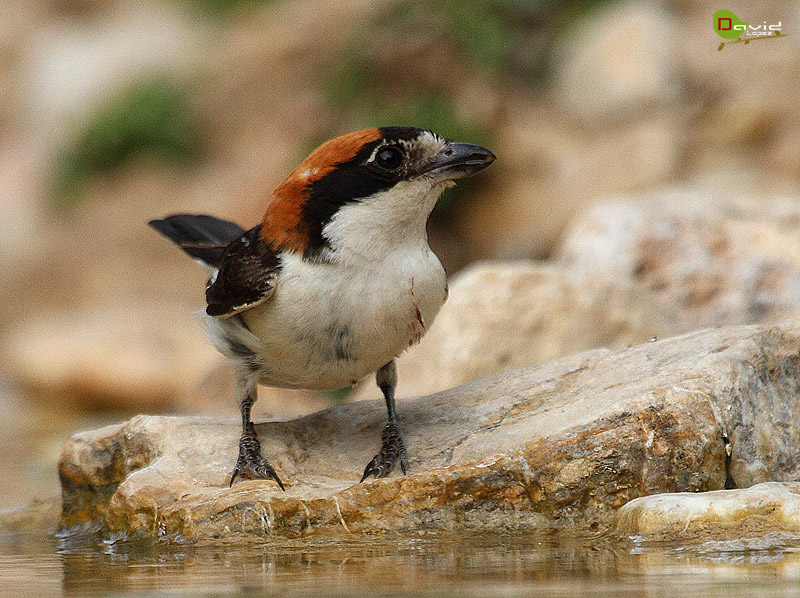 Alcaudón común ( Lanius senator )