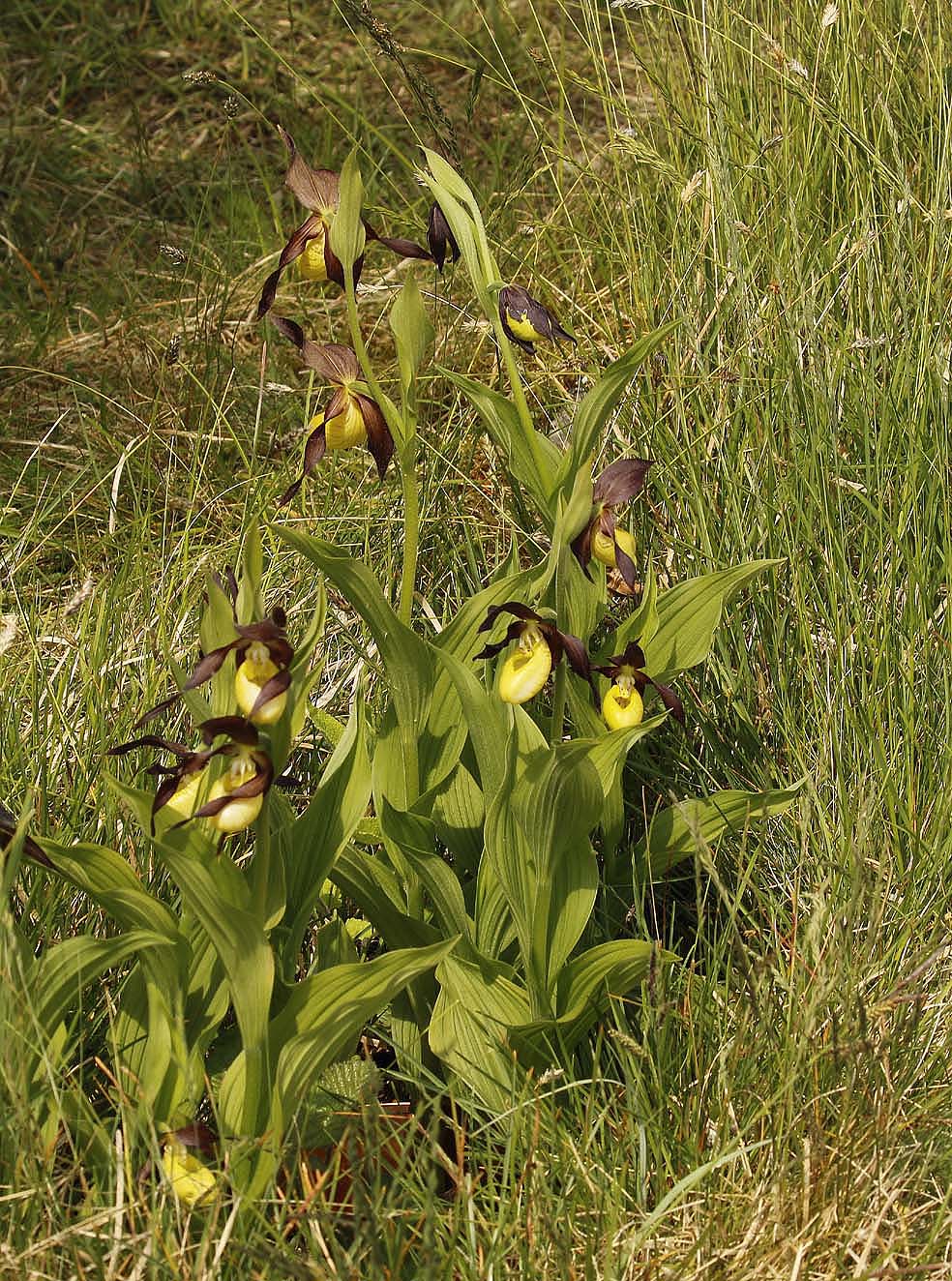 Black Audi Birding: Lady's Slipper Orchids 26th May 2018