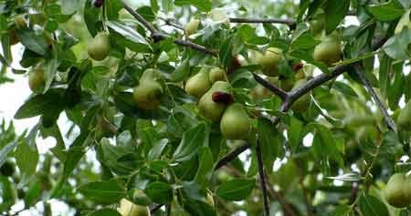 Trees Associated with Lord Shiva | Hindu Blog