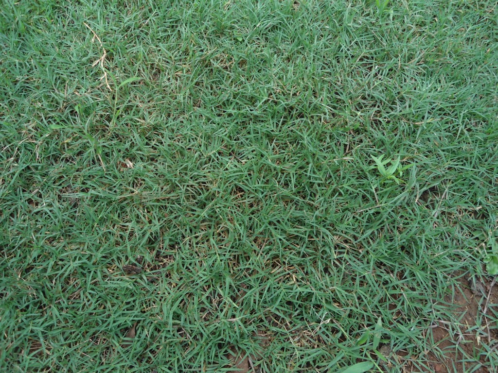 jual rumput golf | gajah mini | rumput peking | rumput embun | gajah ...