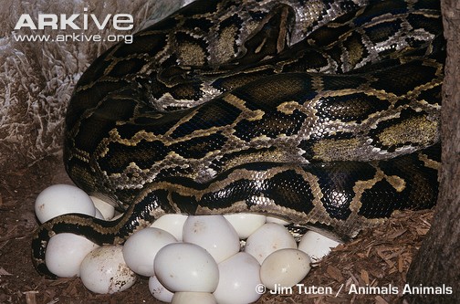 gambar ular terbesar dan terpanjang