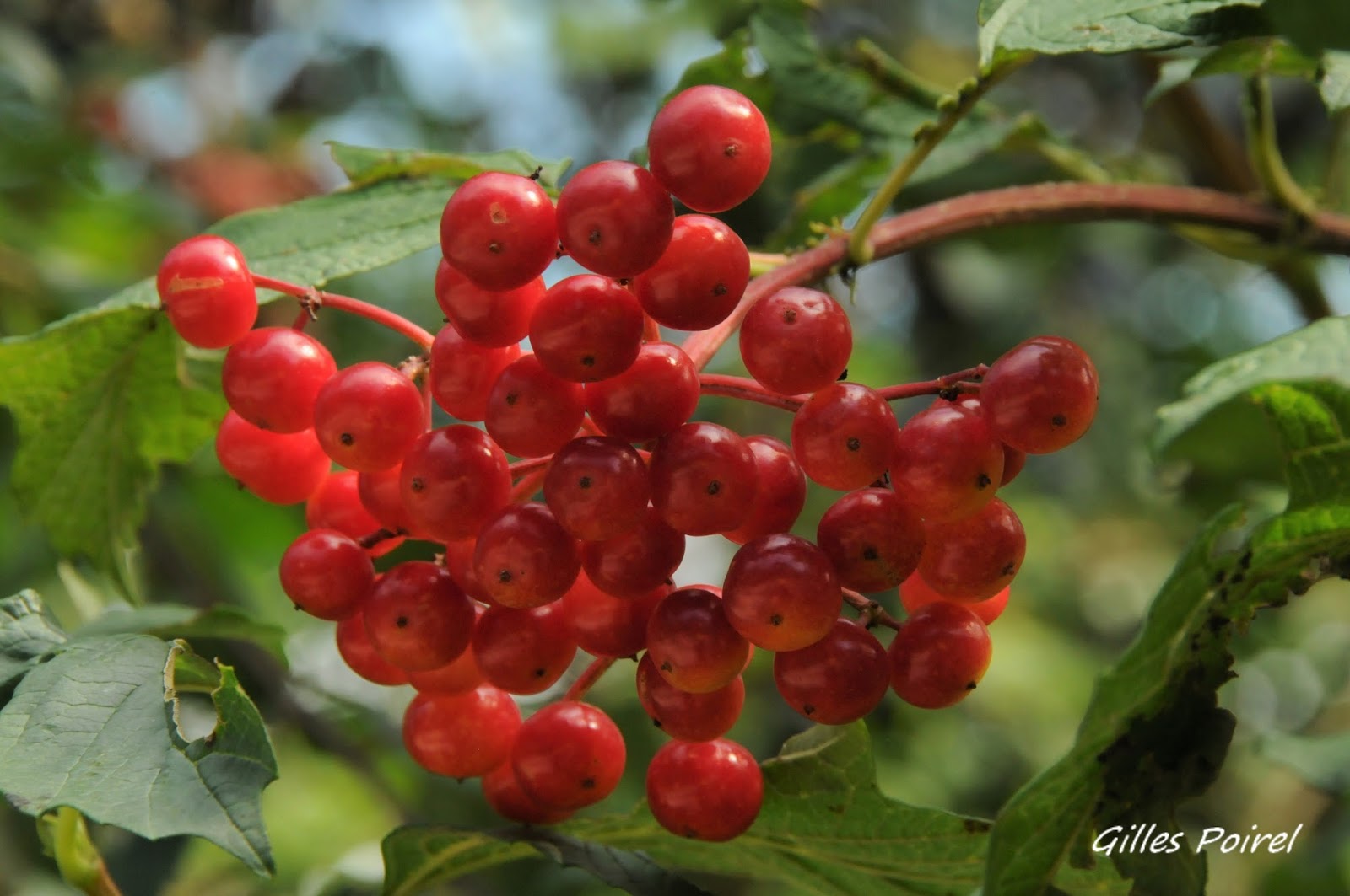JURA, UNE TERRE, DES HOMMES: La Viorne obier. Viburnum opulus.