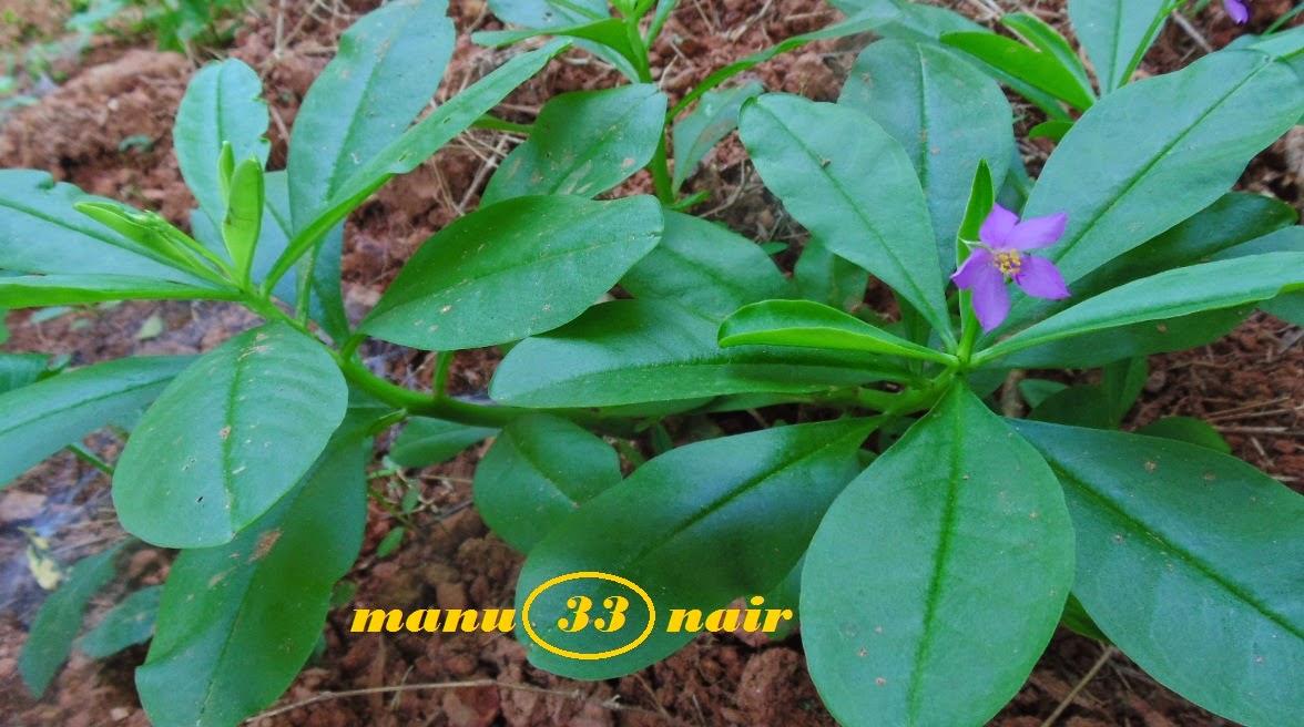 papanasini: WATER LEAF (Sambar Cheera)