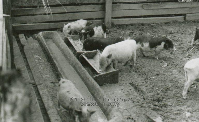 Blog To Express: Ways Done in the Past - Rural Farming