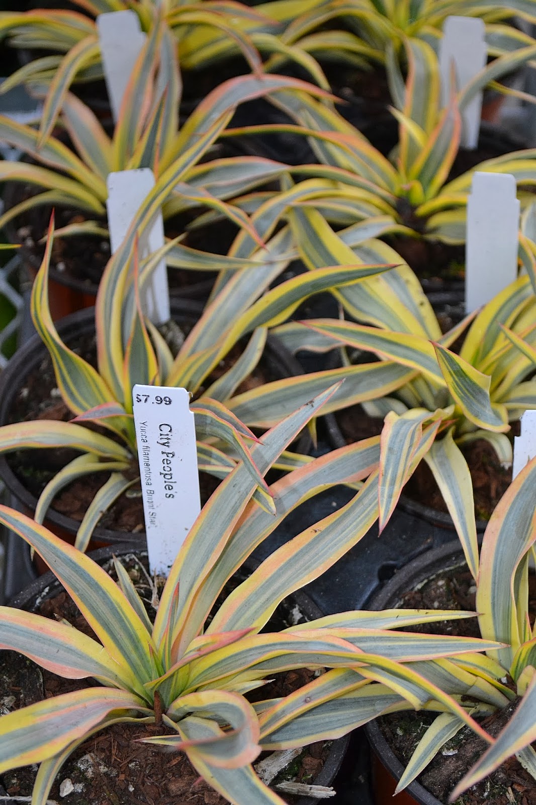 The Outlaw Gardener: Visiting a Couple of Great Seattle Nurseries