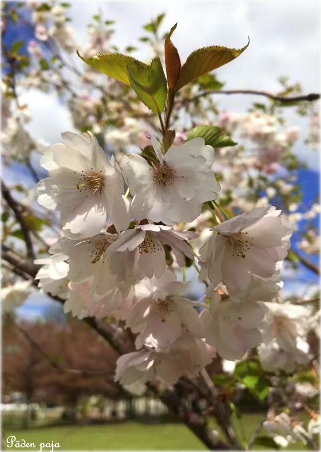 Päden paja: Kirsikkapuut kukkii