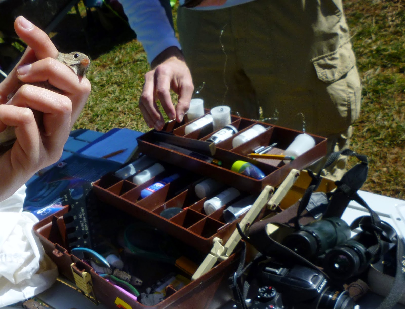 From Bluebirds to Turtles: Two Bird Banding Demonstrations at Prairie Ridge