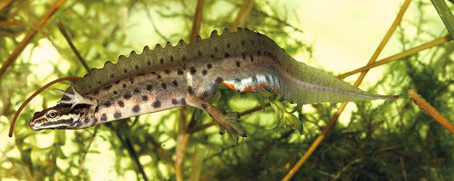 Dein NachbarLohbach: MOLCHE