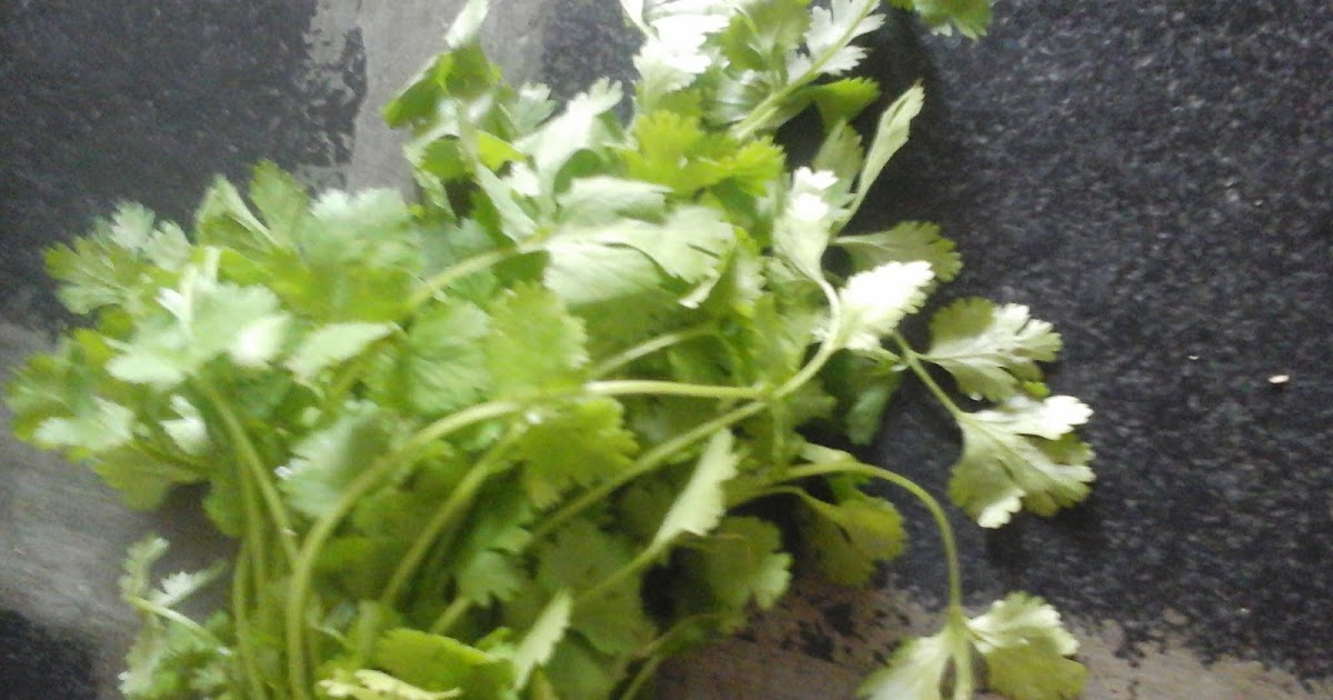 SVL Ayurvedic Healing Herbs: Kothimeera and its benefits