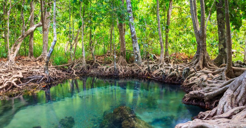 MANGLARES: ¿QUÉ SON MANGLARES?