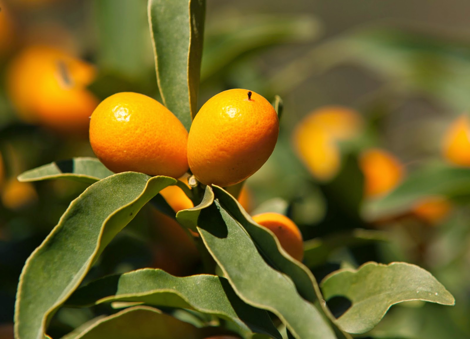 Instantes, fotos de Sebastián Navarrete: Un paseo por el Jardín ...