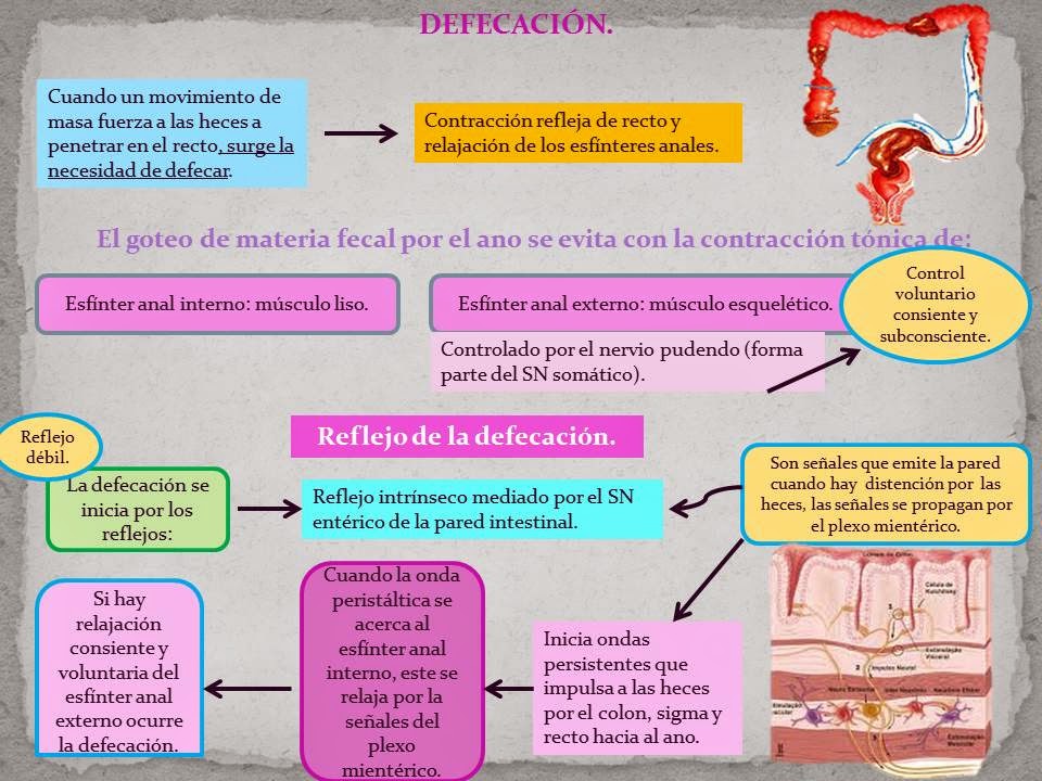 REFLEJO DE LA DEFECACIÓN. | Blog de Fisiología Médica