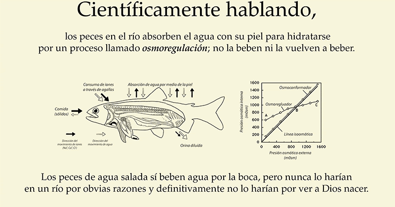El Blog de los Lagartijos: Entendiendo el villancico "mira como beben ...