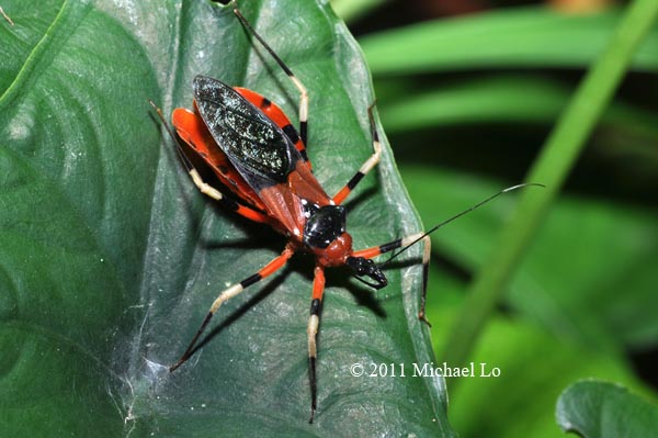 The rainforests of Borneo & Southeast Asia: Assassin bug
