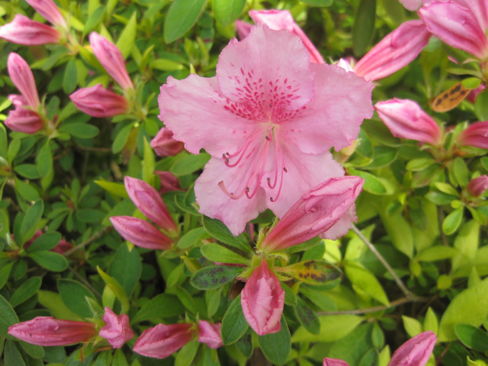 SJG bloom 2011: May, p. 2: Rhododendrons & Azaleas