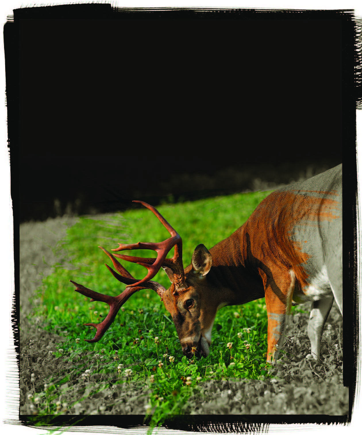 Whitetail Institute: Knowledge is Power