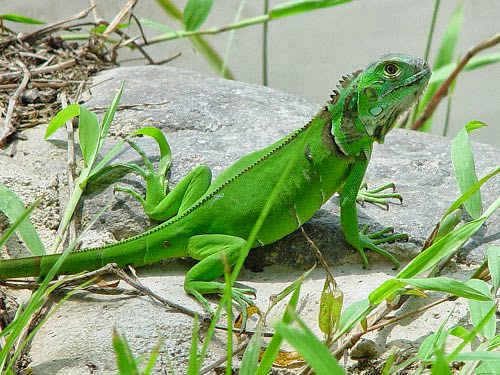 Salve o Verde - Fortaleza: Fauna do Cocó: Iguana-Verde