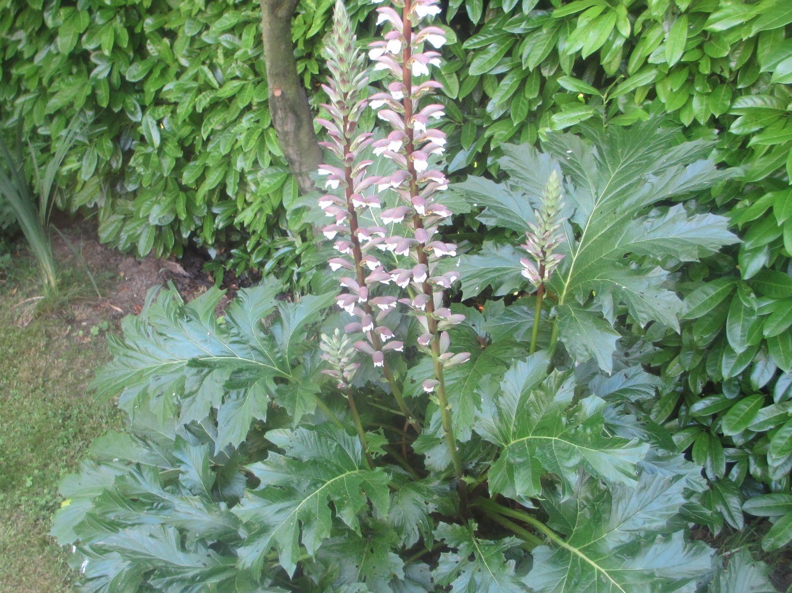 Acanto (Acanthus mollis), una Pianta dall'Aspetto Tropicale Usata in ...