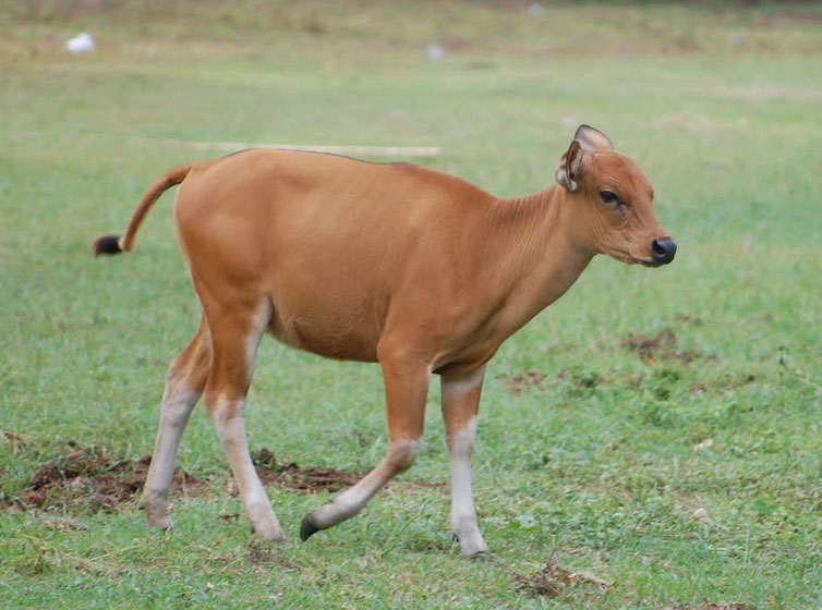 Penilaian Sapi Bali Obyektif dan Subyektif