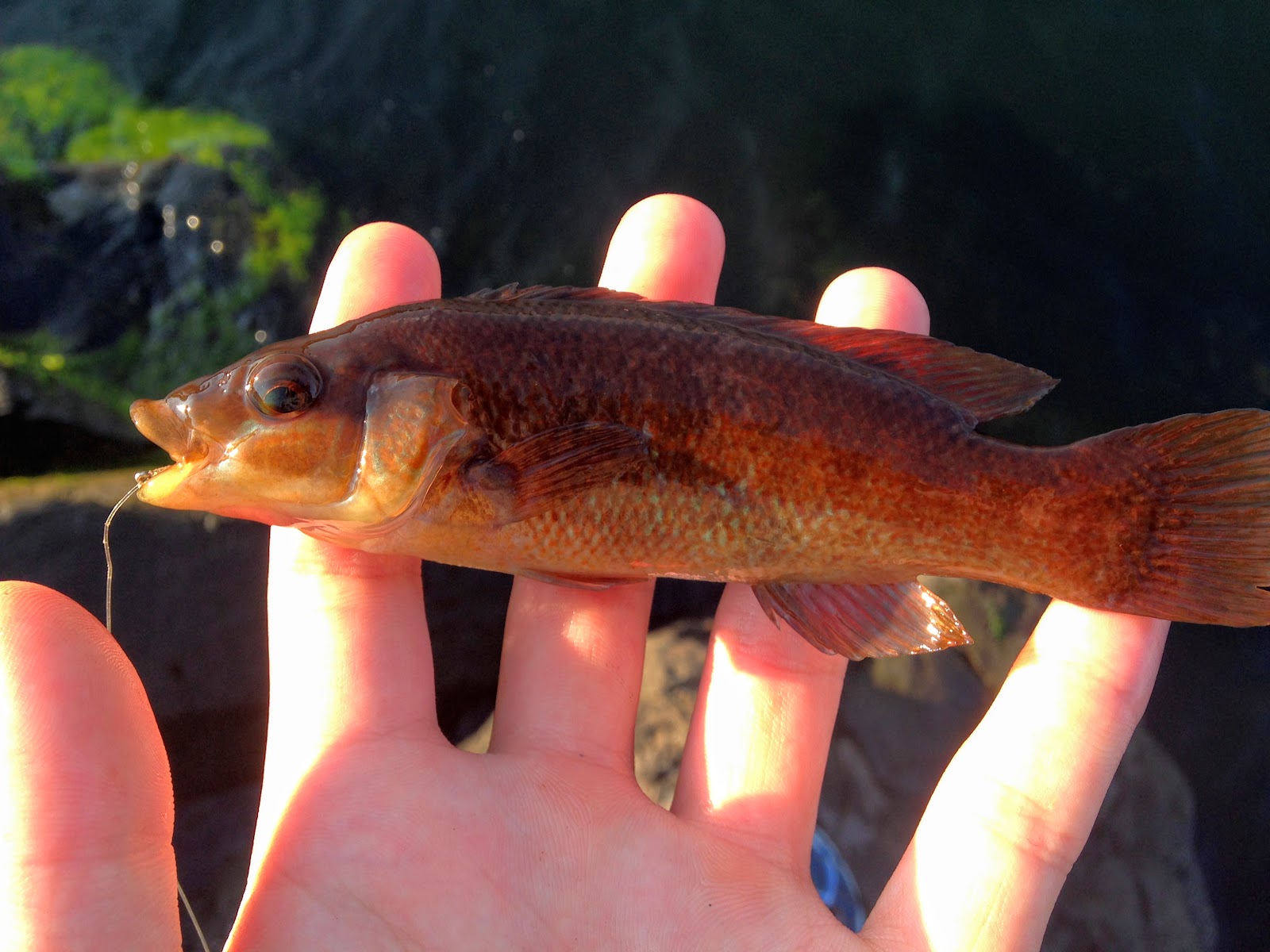 Bass on the Golf Course: Belmar Bergalls