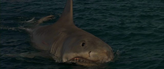 Todo El Terror Del Mundo: Tiburon, La Venganza (Jaws: The Revenge ...