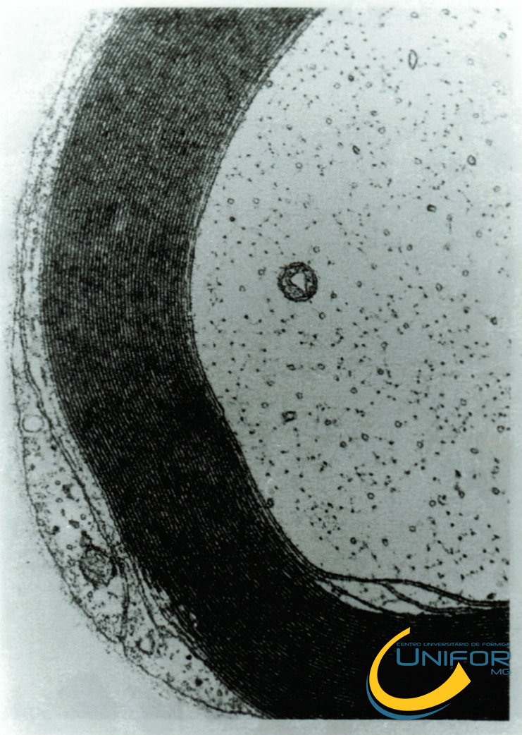 Atlas Histológico UNIFOR-MG: Maio 2017