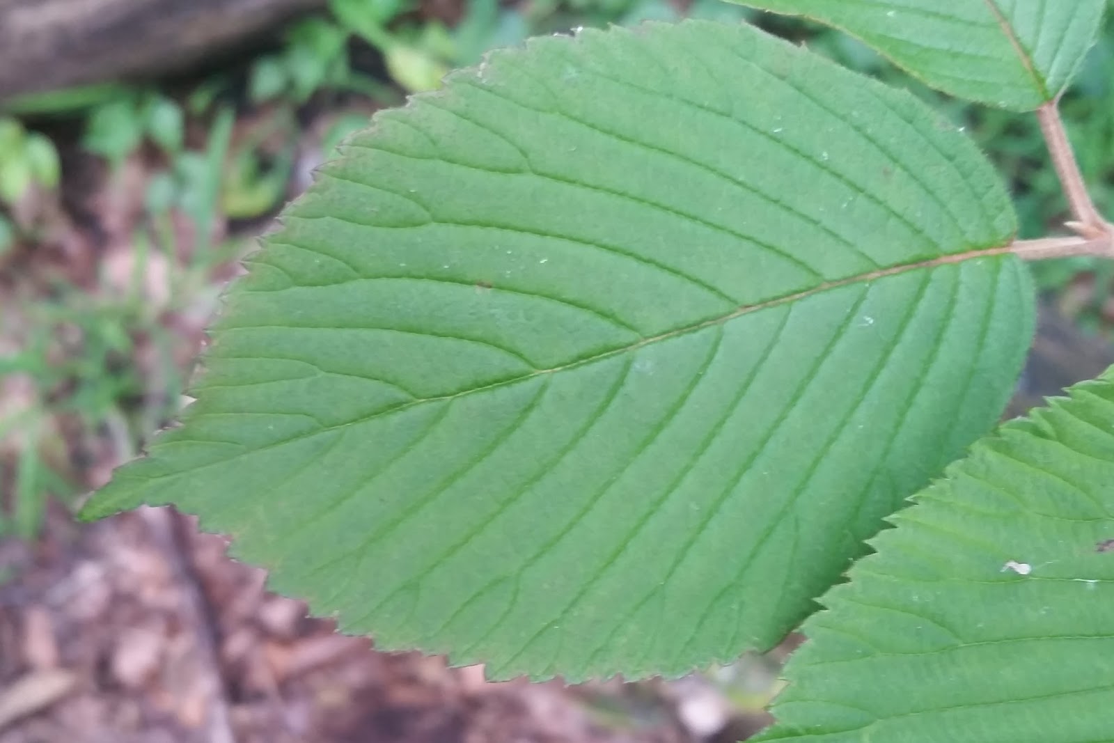 Ben's Journal: Name those Plants: Edible Red Smooth Berries and Mystery ...