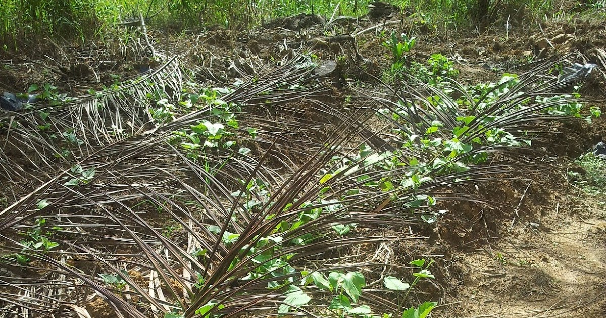 Tanaman Halia: UBI RAMBAT