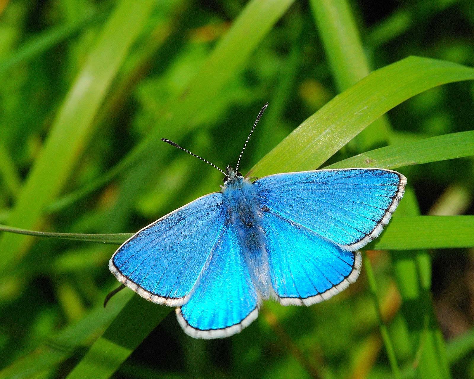 Butterfly Islands: Bonchurch Down and Wheelers Bay