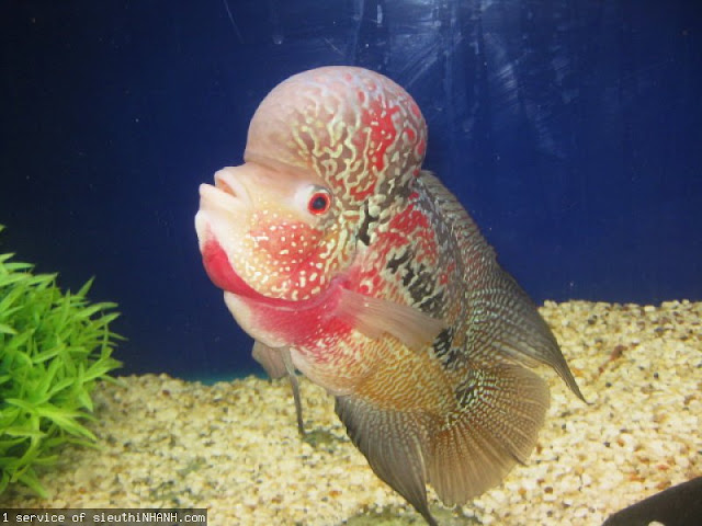 Flowerhorn The Hybrid Cichlids: King Kamfa Vip