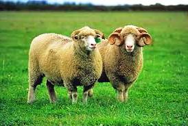 Klasifikasi, Asal-usul dan Jenis Bangsa Domba