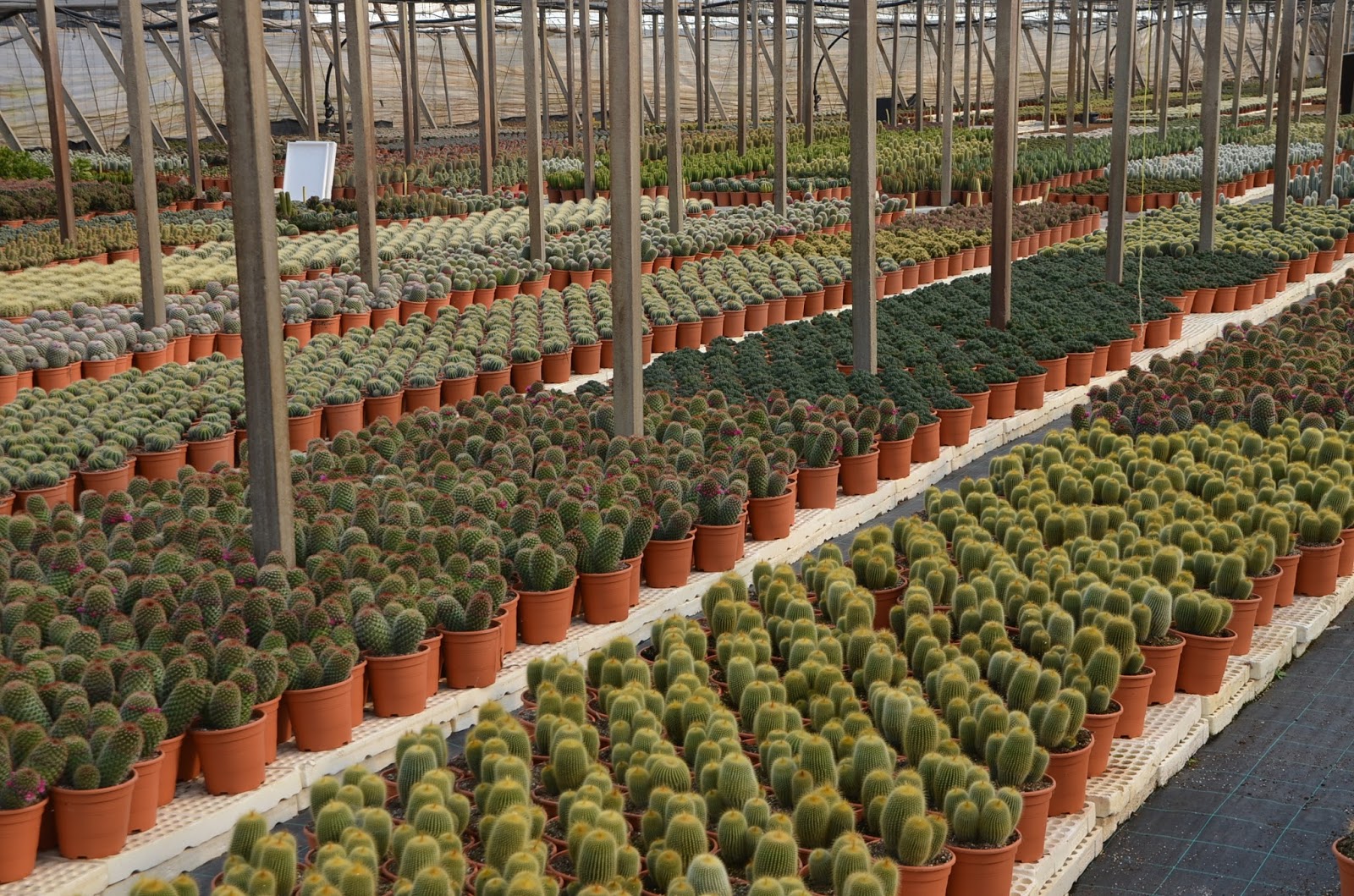 FLORACIONES EN MÁLAGA Y MÁS: Viveros