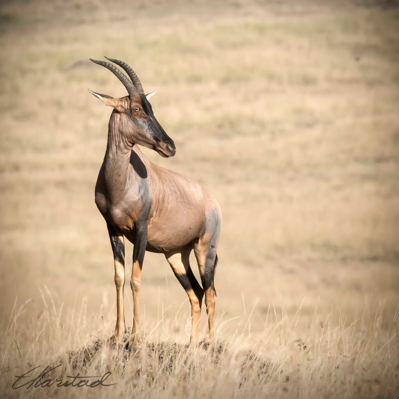 Elsen Karstad's 'Pic-A-Day Kenya': Topi, Masai Mara Kenya