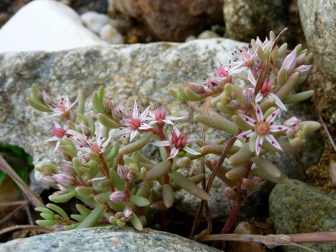r o b i n 's y a r d: Sedum hispanicum