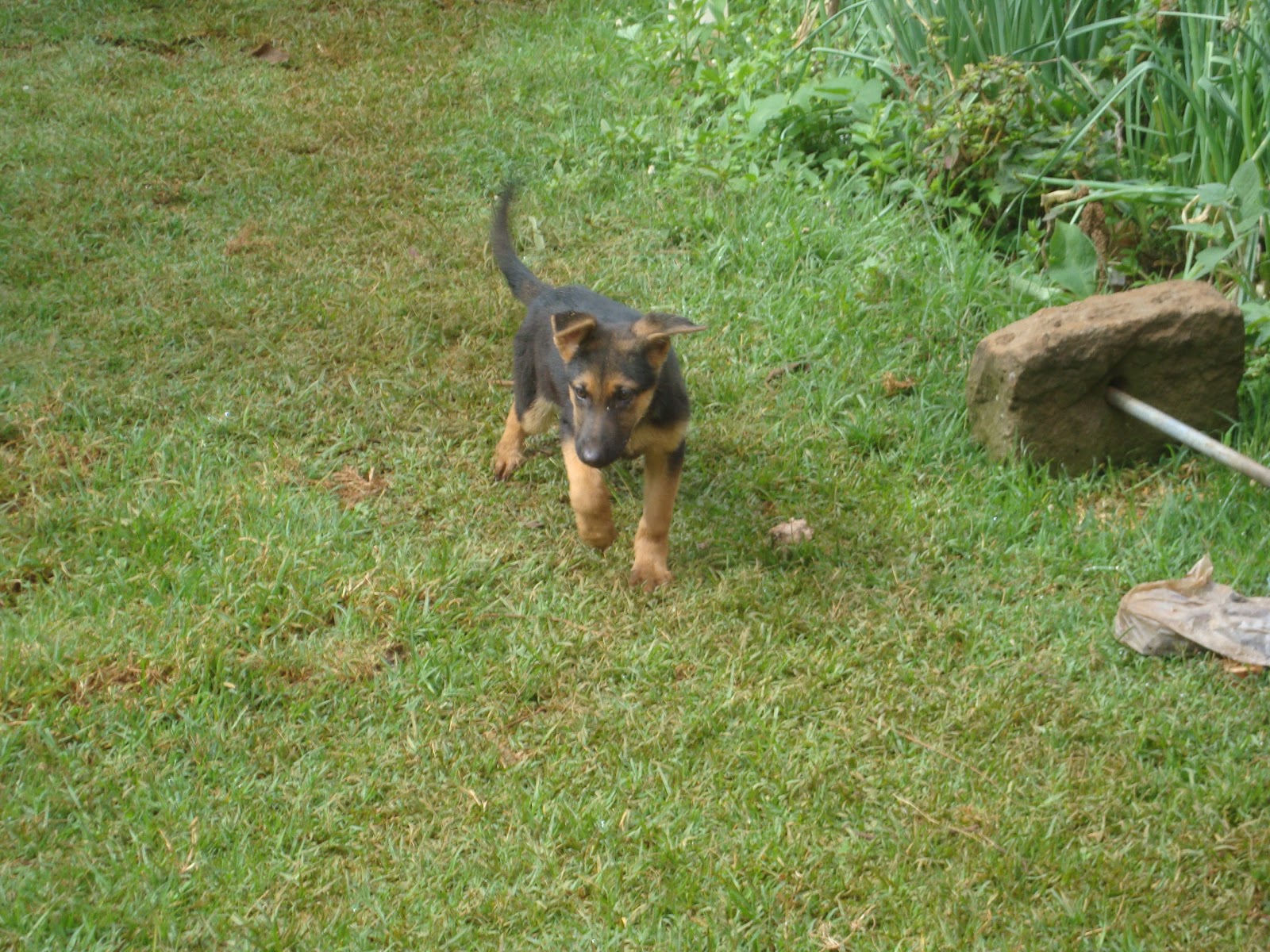 Chronicles of a Kenyan Farmer: Rearing Pure Dog Breeds; From Fresians ...