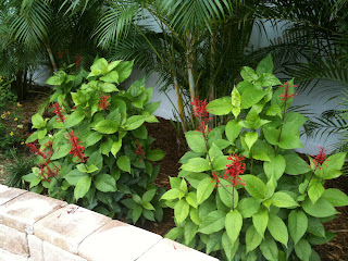 Plant Smart: Firespike