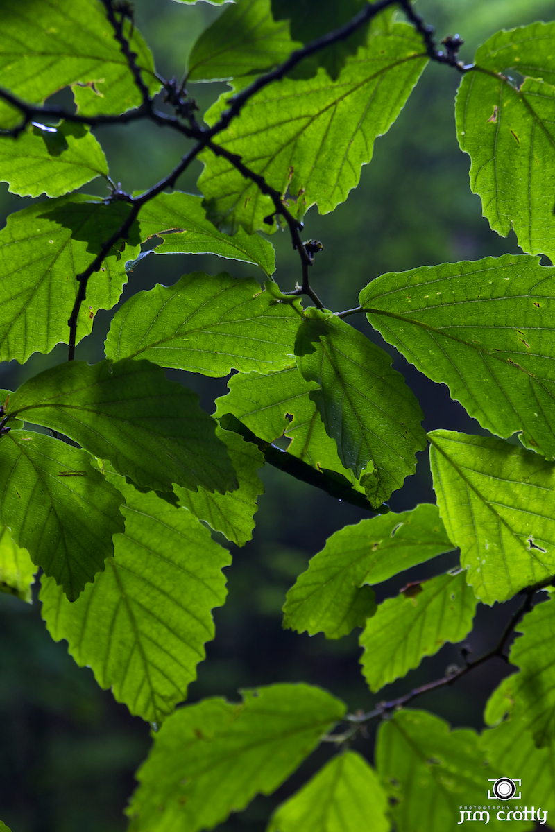 Pixels and Pics: Spring Nature Photography is Best in the Rain