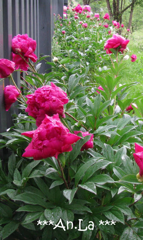 Vse lepote narave: Potonike