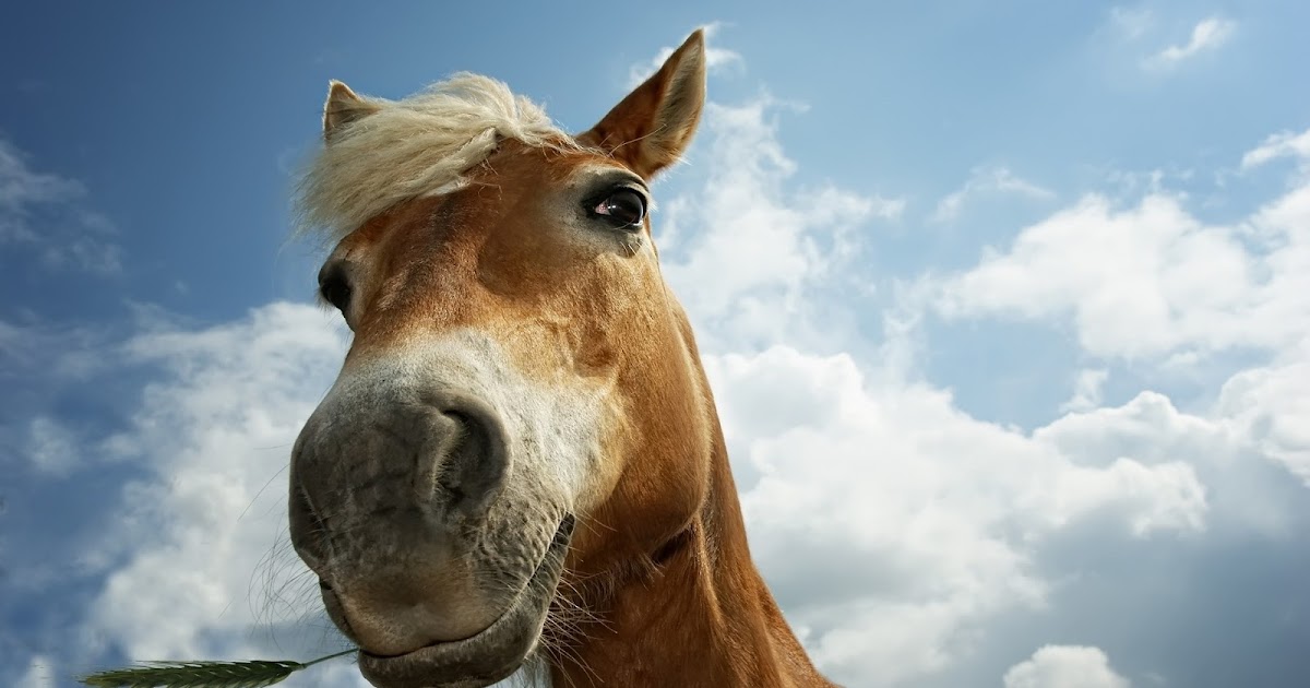 SSO Z SABINĄ: Tapety