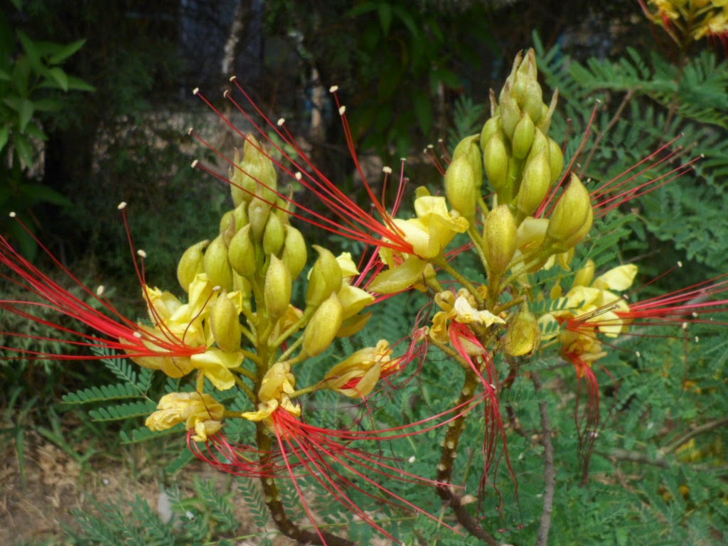 Aromito en flor: Barba de chivo- Caessalpinia Gilliesii