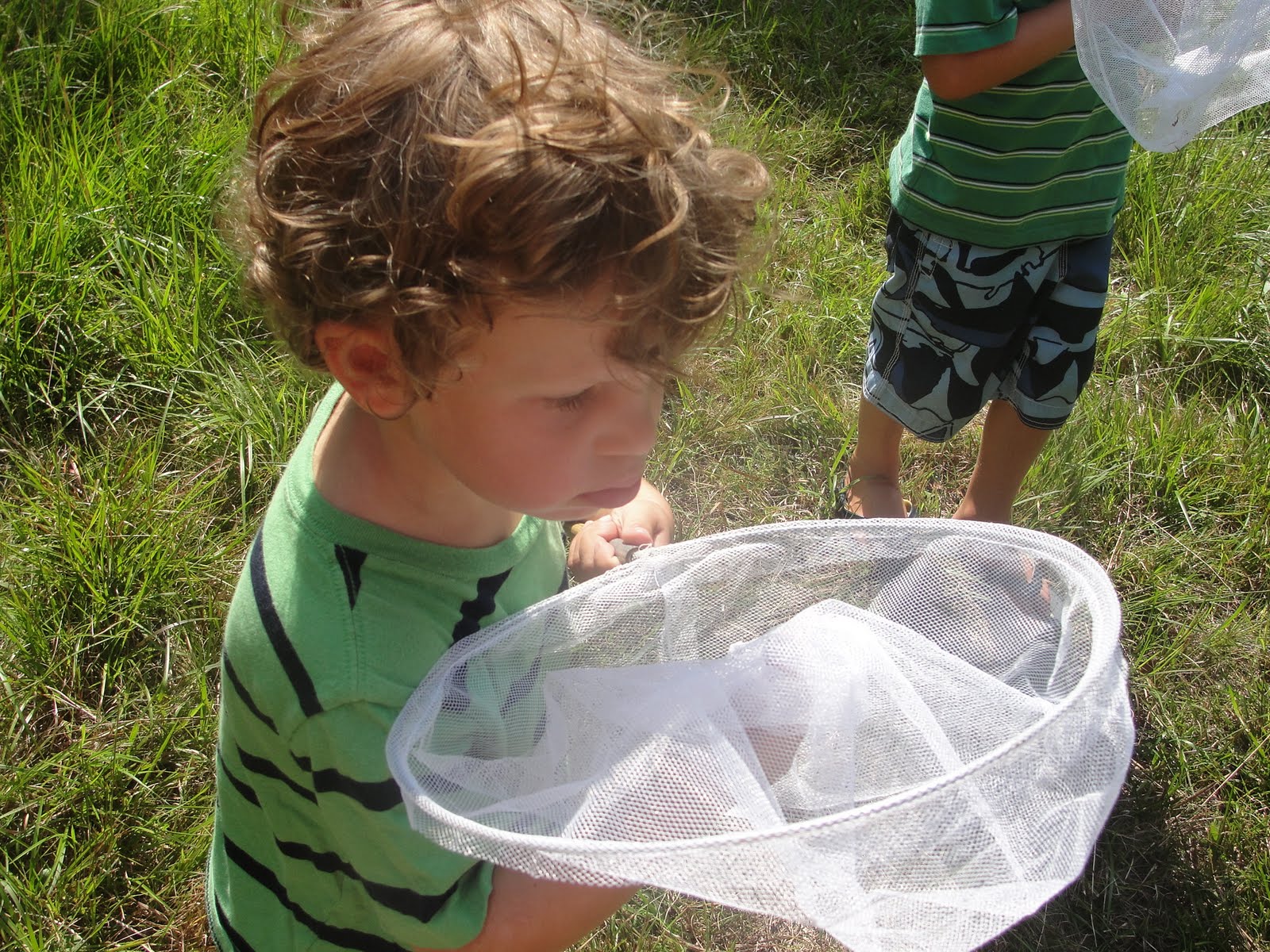catching bugs with kids | Mary Richmond's Cape Cod Art and Nature