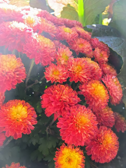 Dabbling, Incorporated.: The Flowers of Fall~